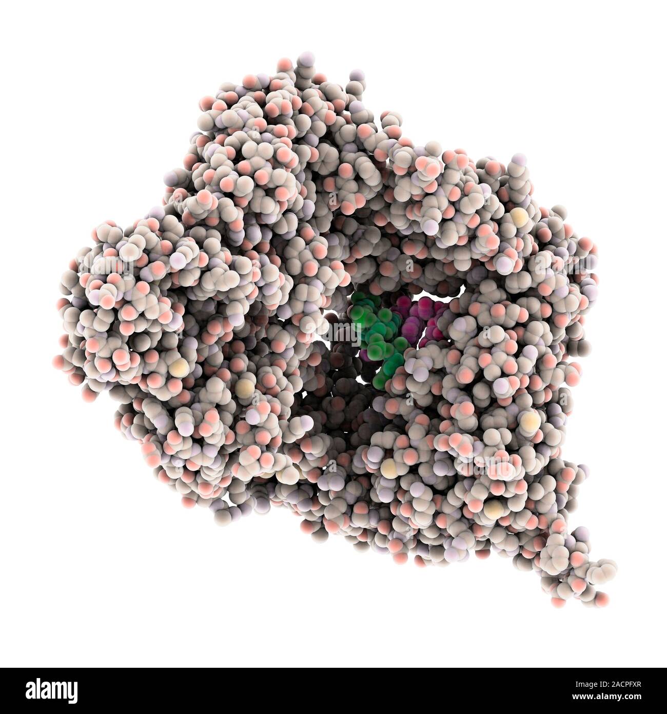 RNA polymerase. Molecular model of RNA polymerase (beige and pink ...