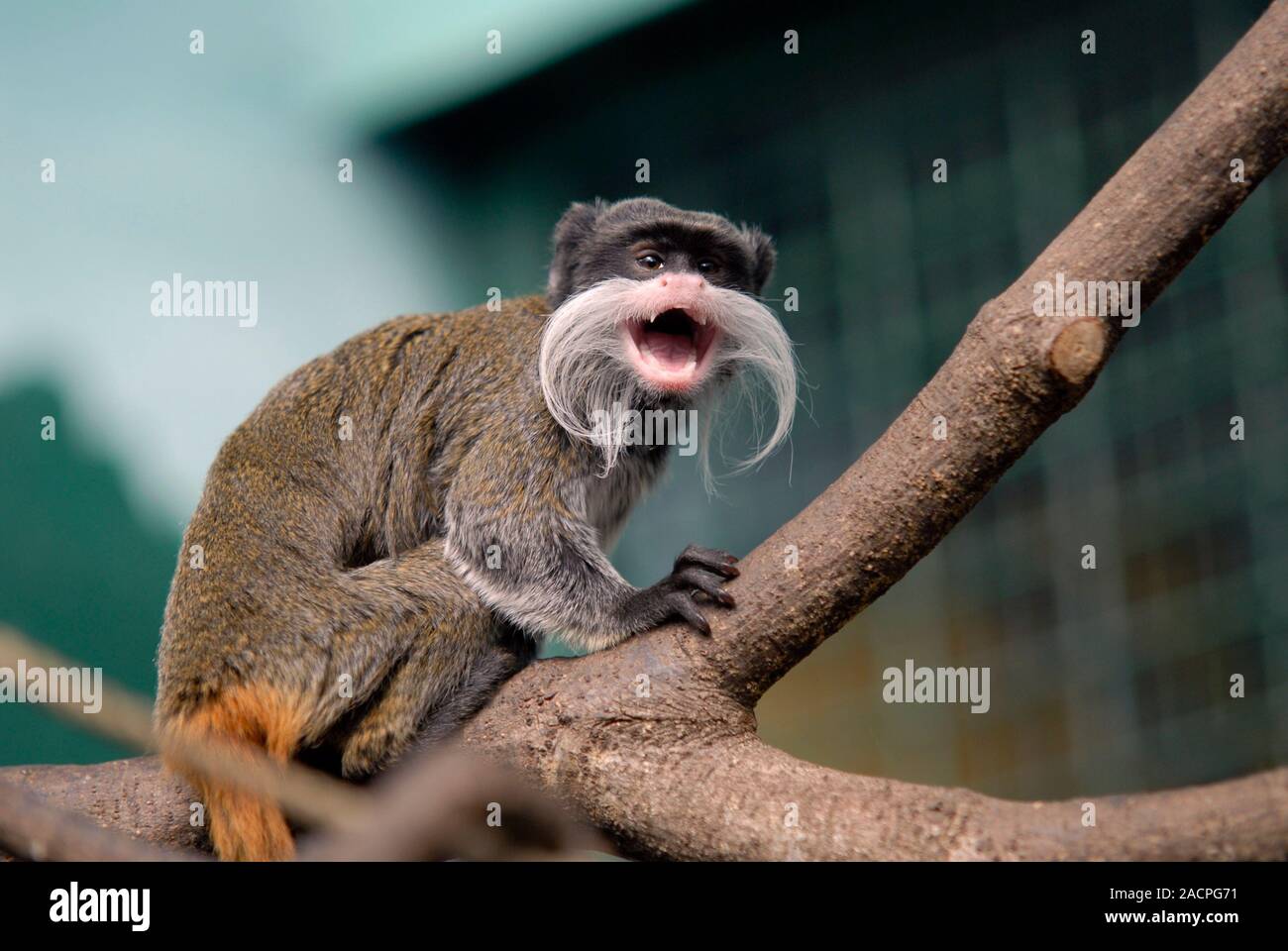 Emperor tamarin (Saguinus imperator) monkey in a zoo. This primate is ...