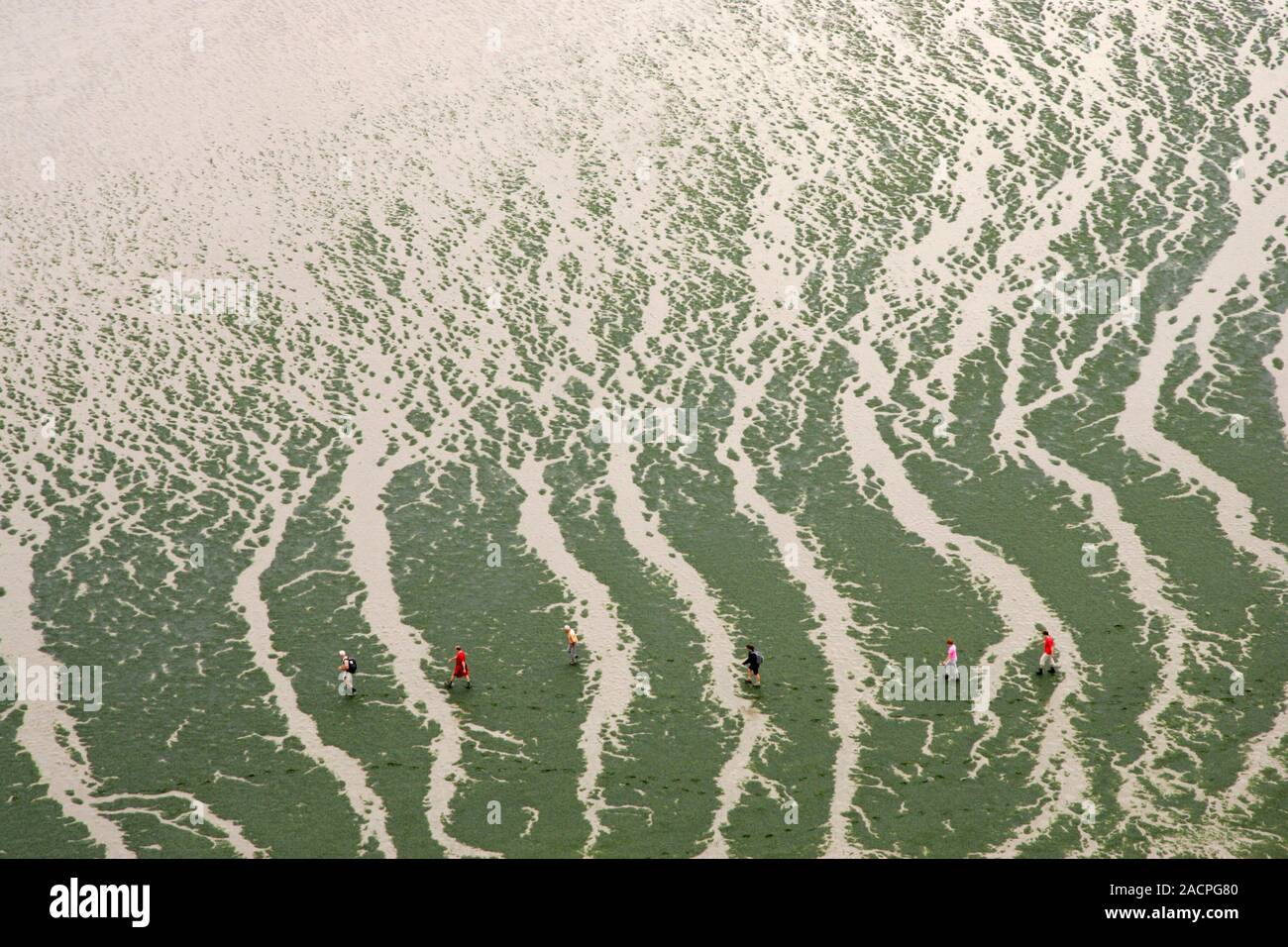 Algae covered beach. Aerial view of a beach with green algae blooming ...