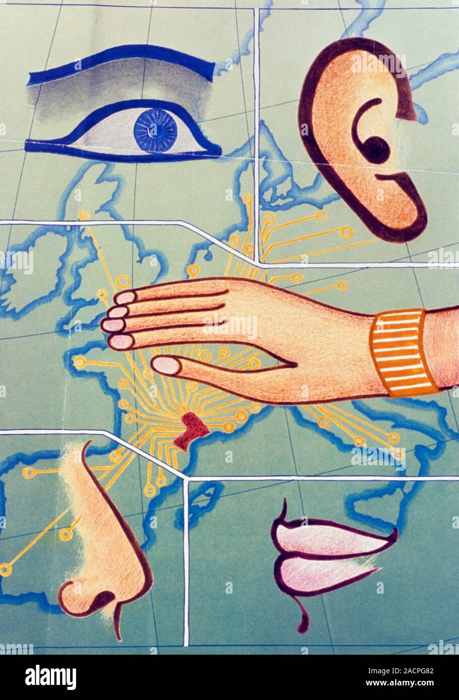 The five senses, conceptual computer artwork Stock Photo - Alamy