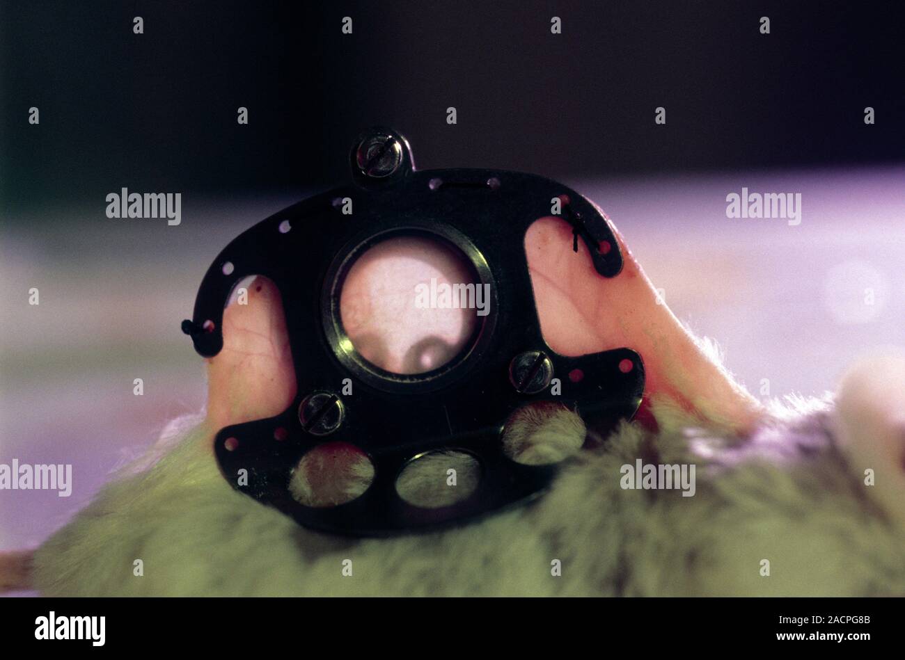 Animal testing. Close-up of a device used to stretch the skin of a live ...