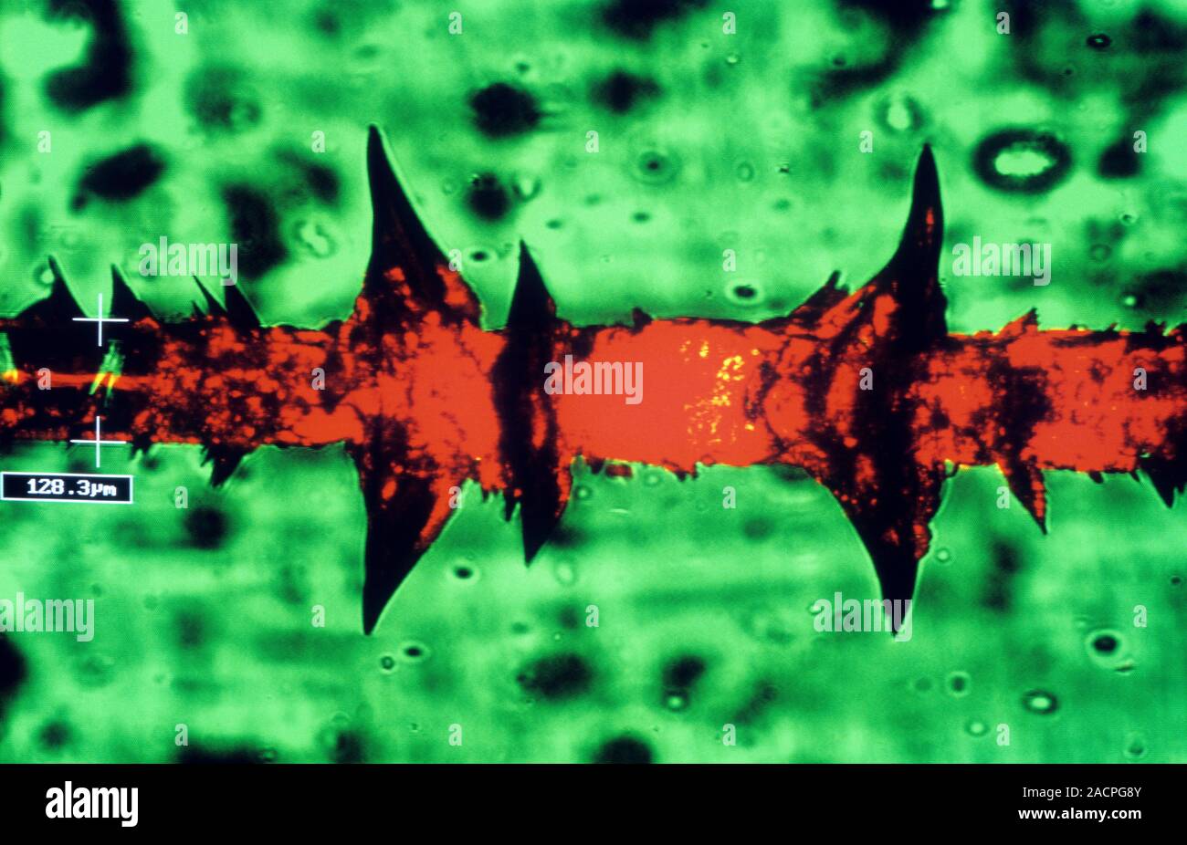 Ruptured fibre optic cable fibre. Confocal light micrograph of a ...
