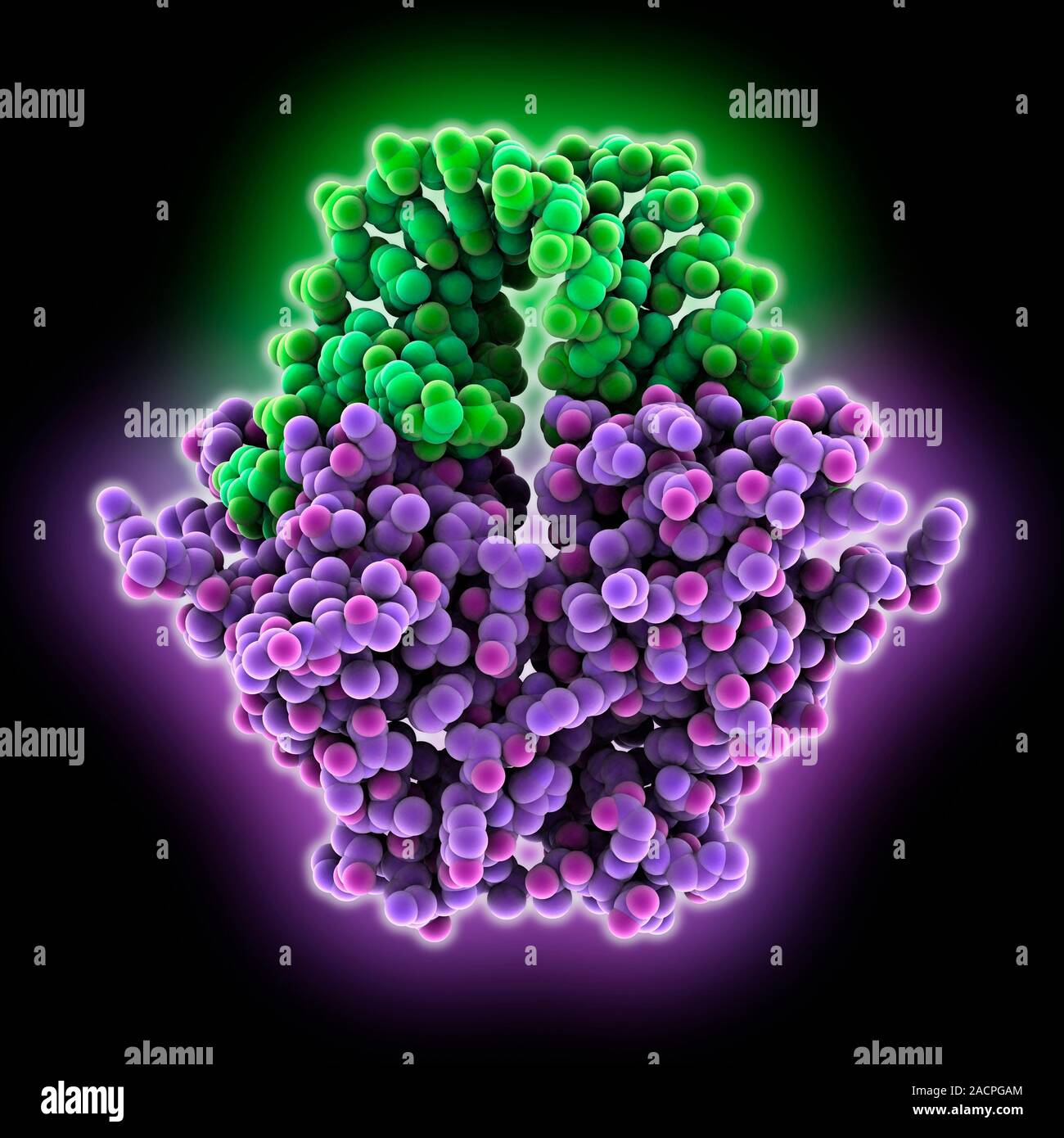 RNA-silencing protein with RNA. Molecular model of RNA silencing taking ...
