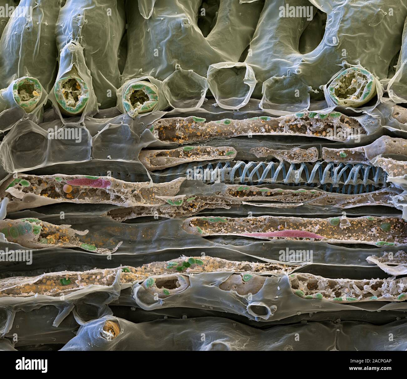 Vascular bundle. Coloured scanning electron micrograph (SEM) of a ...
