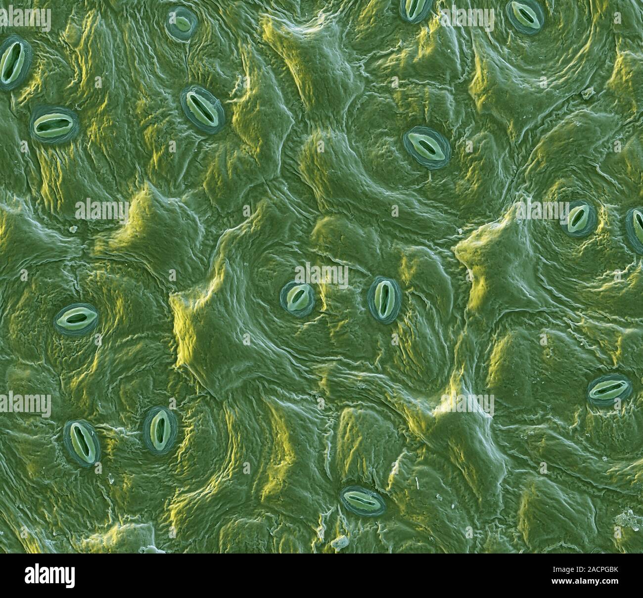 Cabbage leaf stomata. Coloured scanning electron micrograph (SEM) of ...