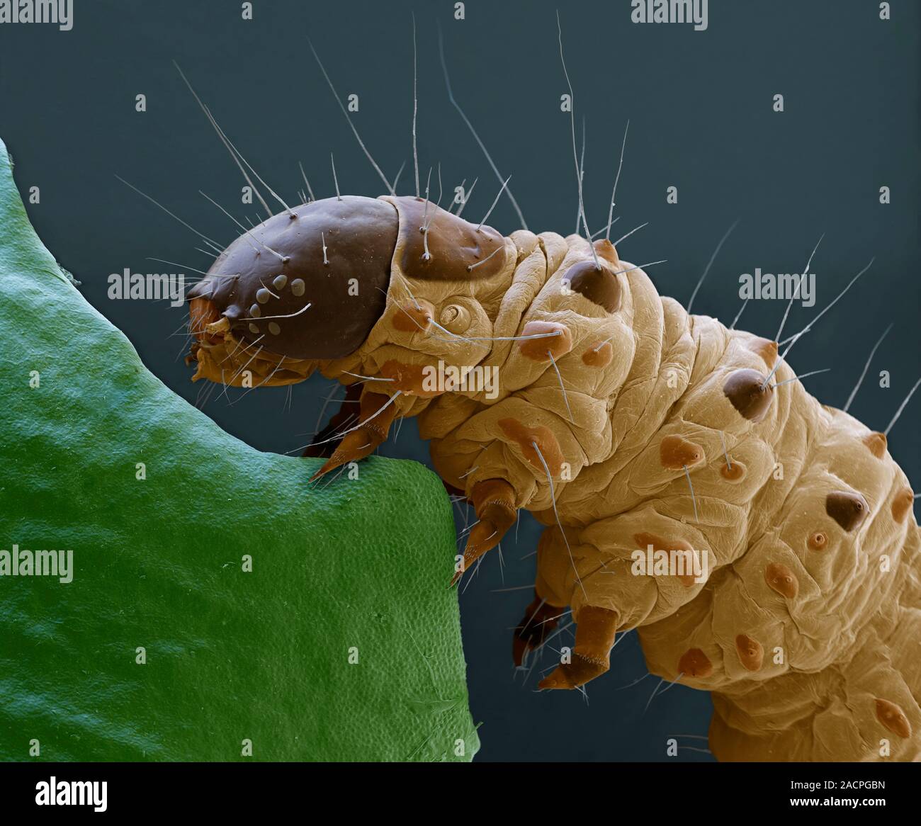 Box tree moth caterpillar. Coloured scanning electron micrograph (SEM ... Box tree moth caterpillar. Coloured scanning electron micrograph (SEM ...