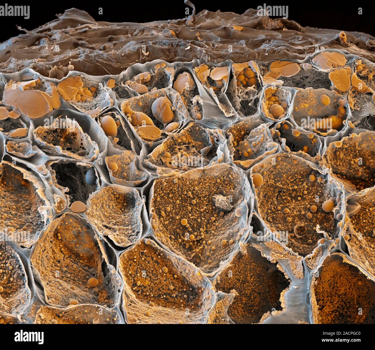 Coffee bean. Coloured scanning electron micrograph (SEM) of a section ...
