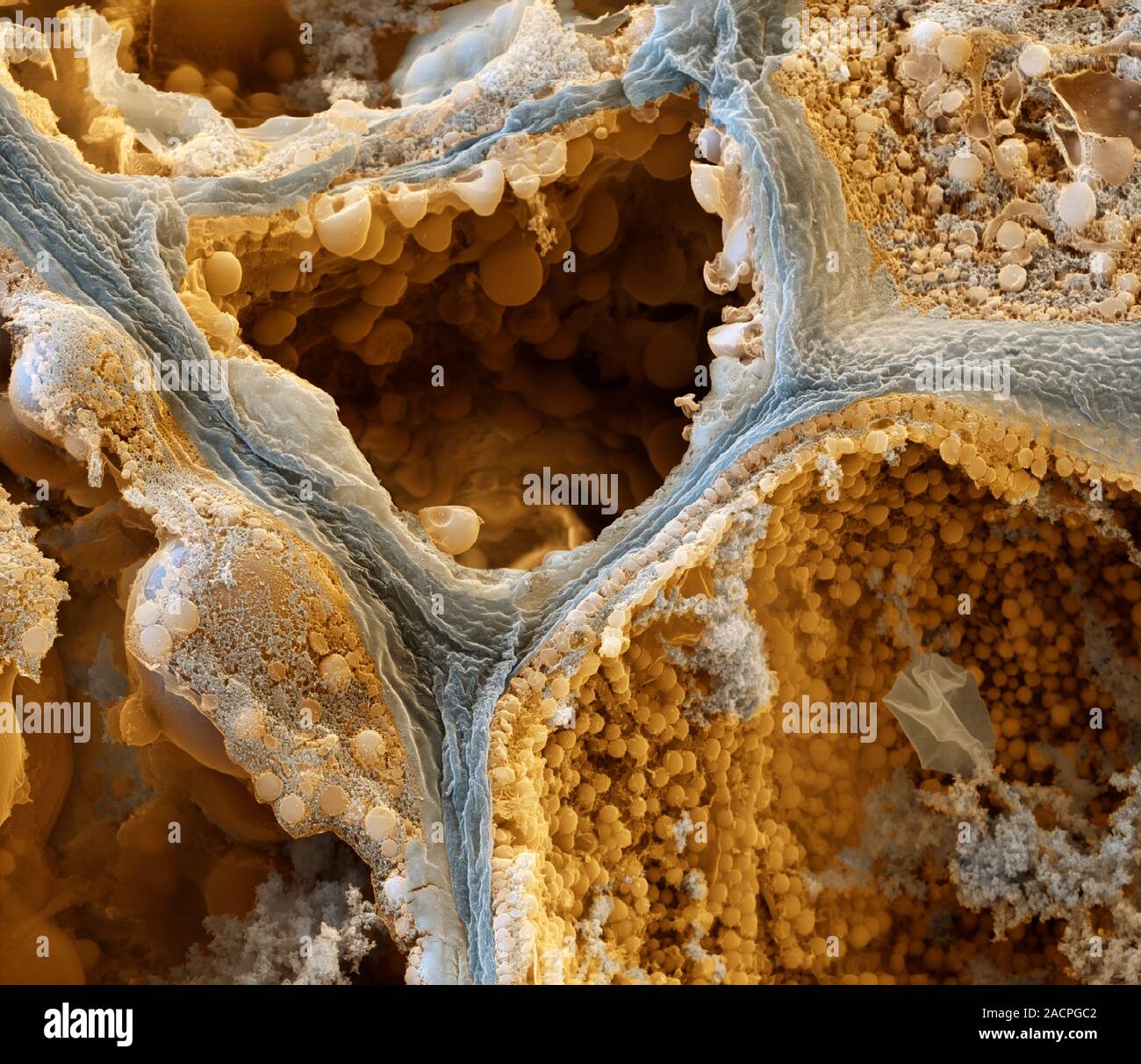 Coffee bean. Coloured scanning electron micrograph (SEM) of a section ...