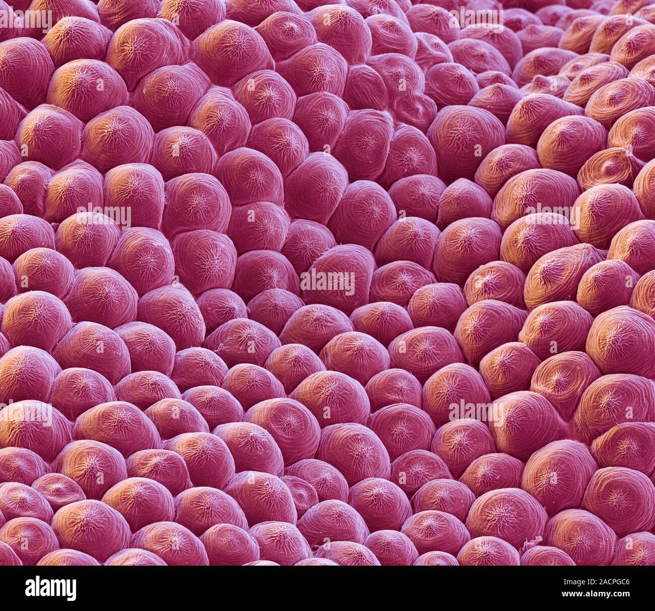 Foxglove petal. Coloured scanning electron micrograph (SEM) of a petal ...