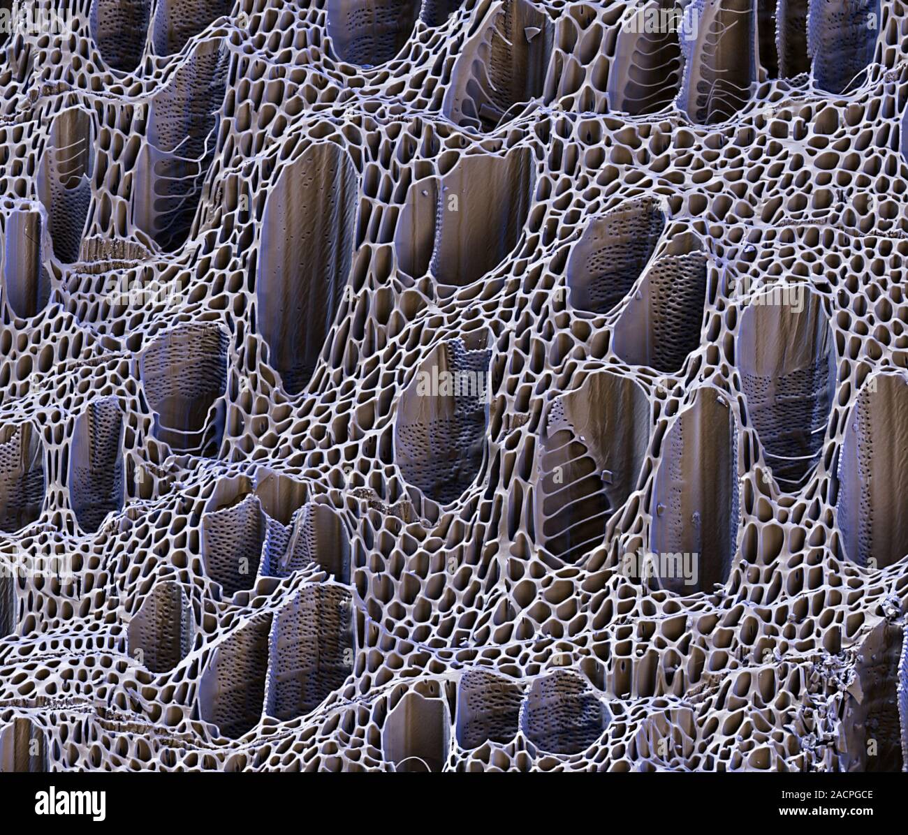 Charcoal. Coloured scanning electron micrograph (SEM) of a section ...