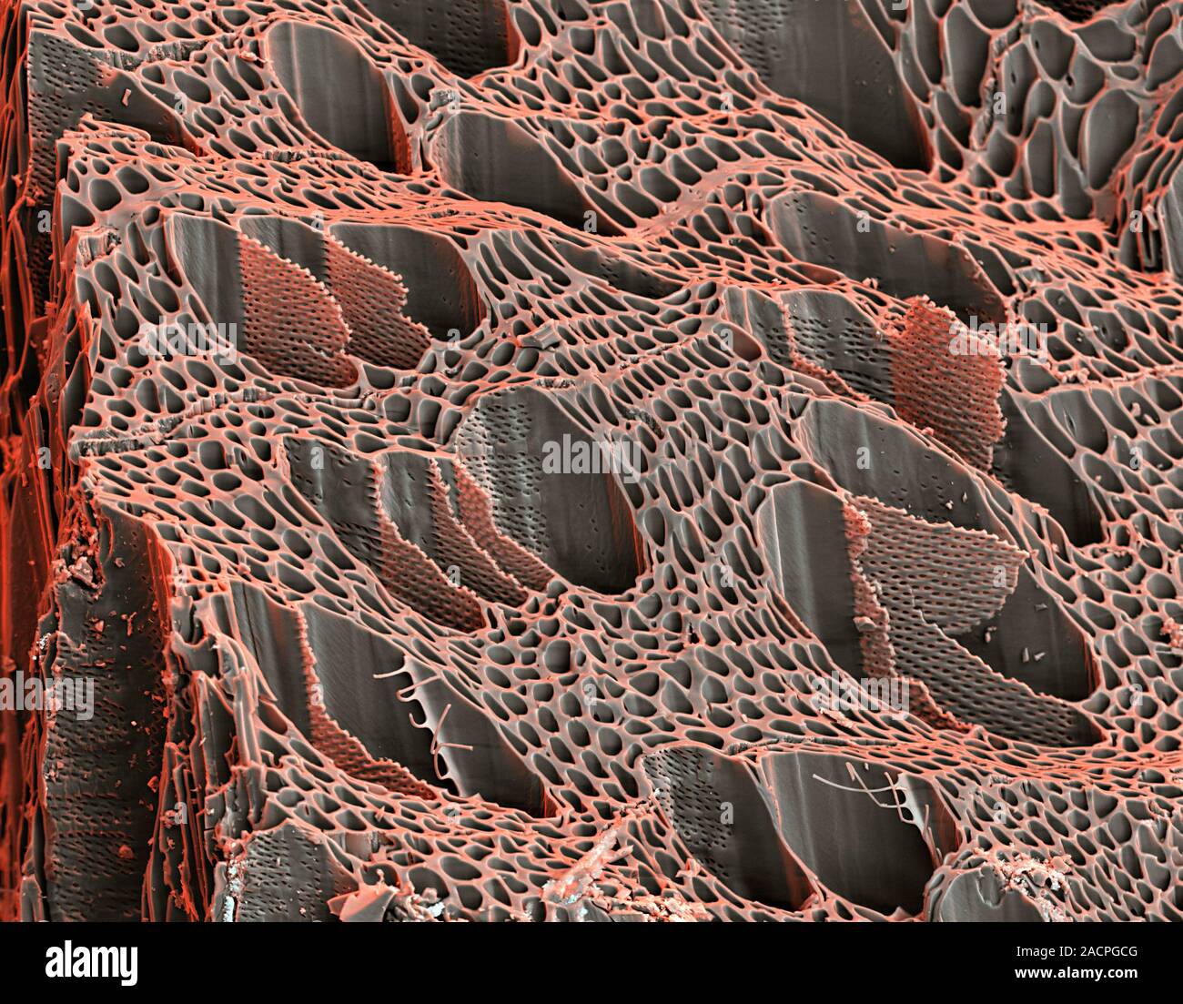 Charcoal. Coloured scanning electron micrograph (SEM) of a section ...