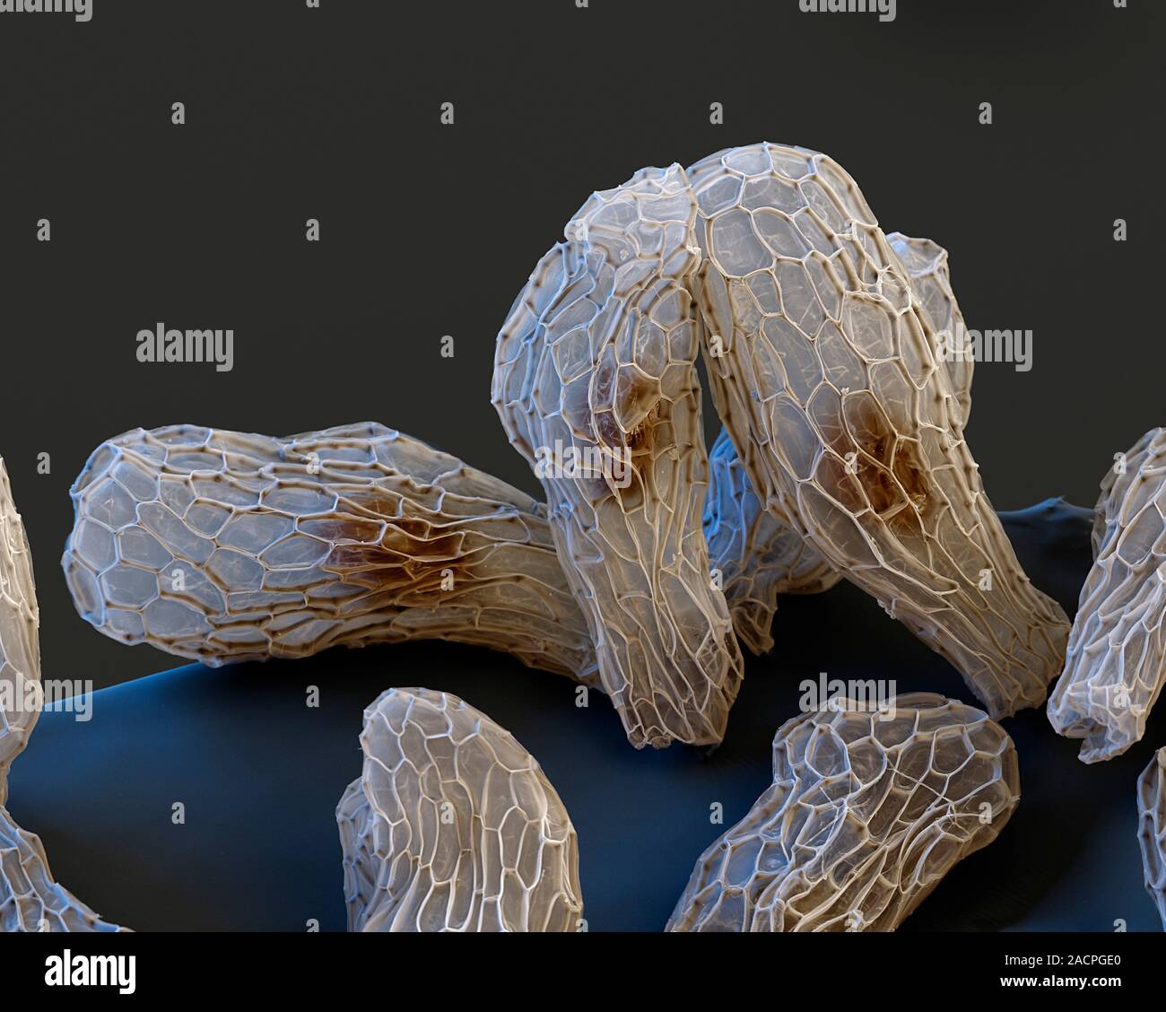 Orchid seeds. Coloured scanning electron micrograph (SEM) of seeds from ...