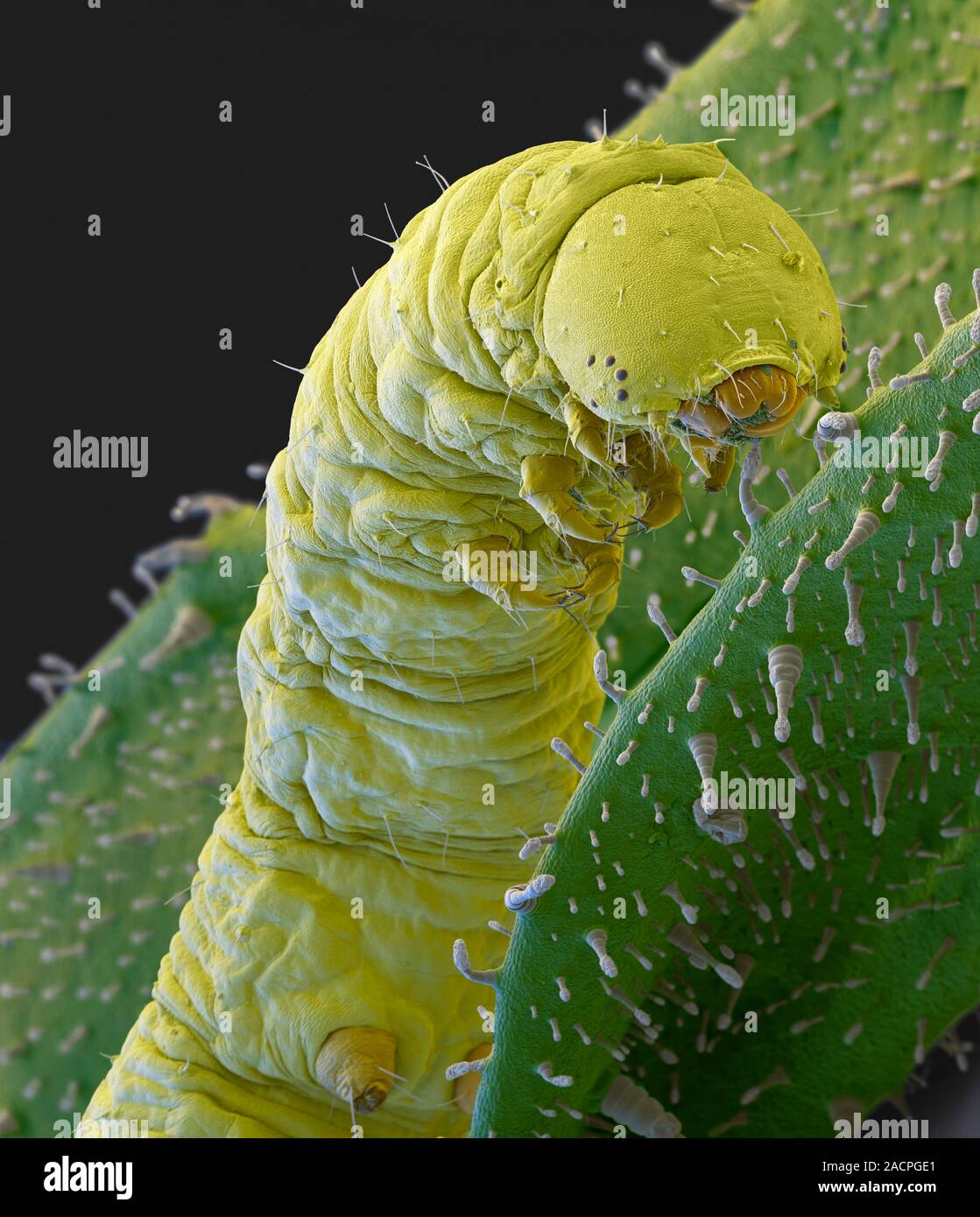 Caterpillar on tobacco plant. Coloured scanning electron micrograph ...