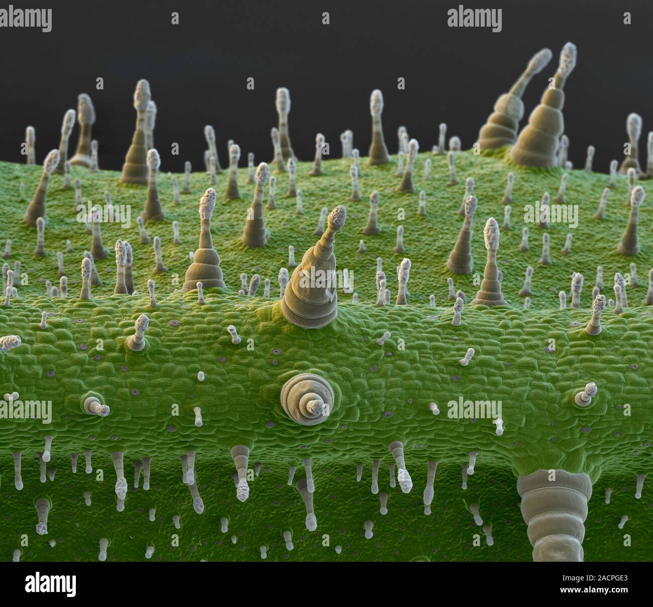 Wild tobacco (Nicotiana attenuata). Coloured scanning electron ...