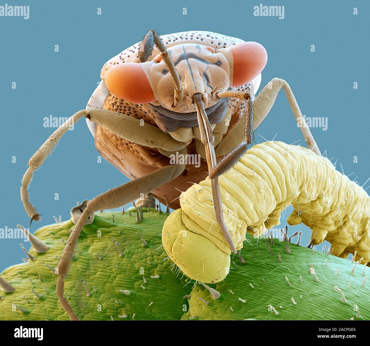Bug preying on caterpillar. Coloured scanning electron micrograph (SEM ...
