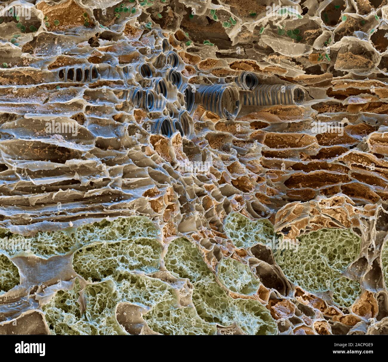 Poppy seed capsule. Coloured scanning electron micrograph (SEM) of a ...
