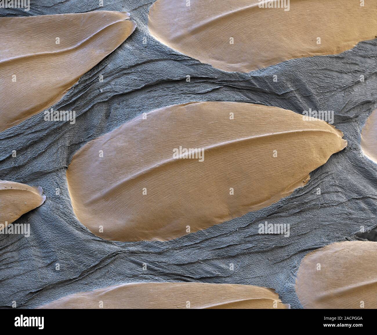 Grass snake skin. Coloured scanning electron micrograph (SEM) of shed ...