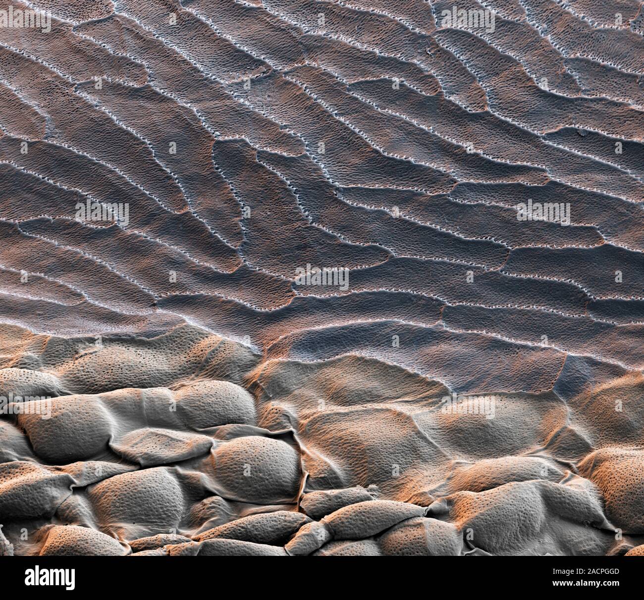 Grass snake skin. Coloured scanning electron micrograph (SEM) of shed ...