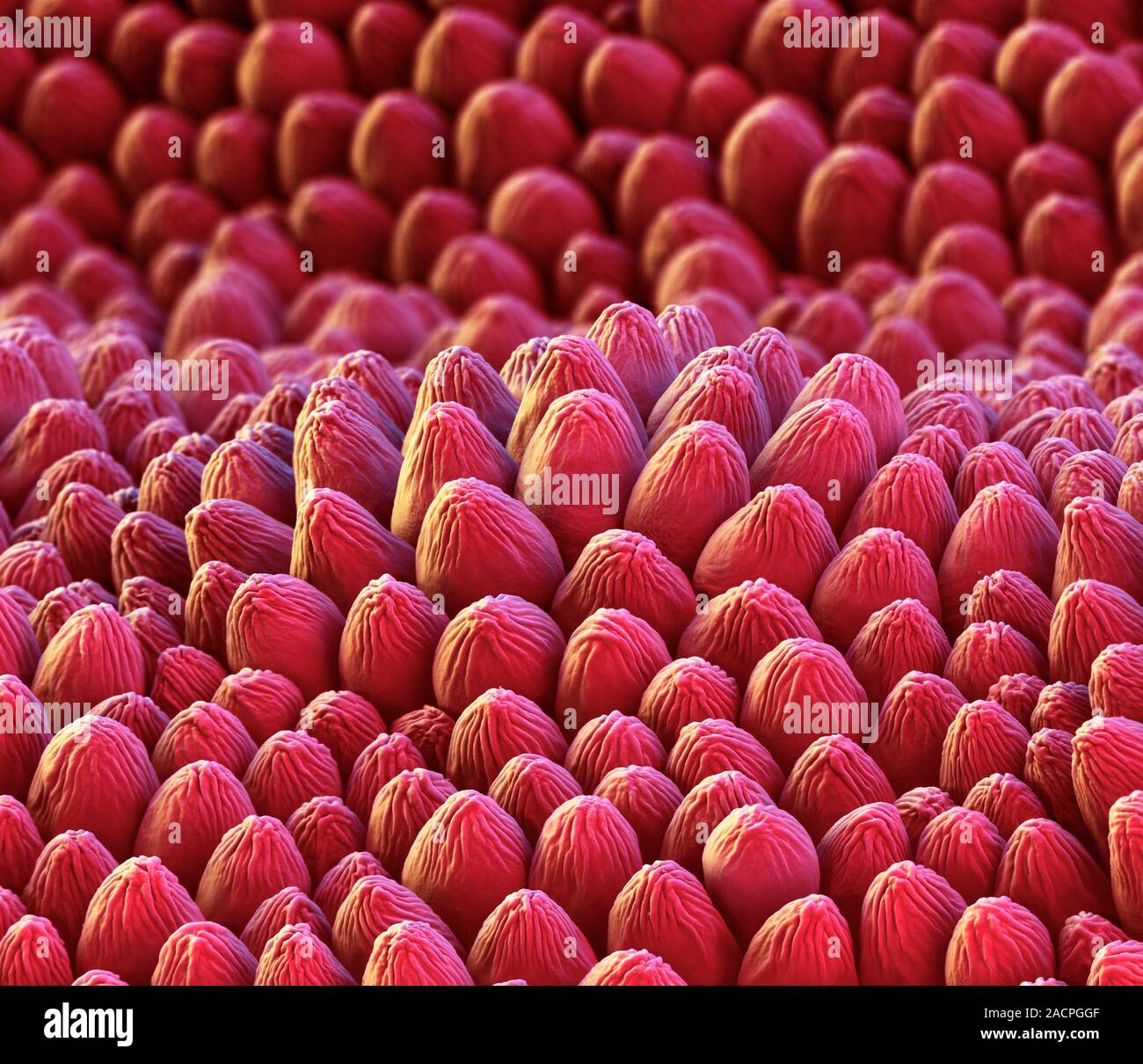 Rose petal. Coloured scanning electron micrograph (SEM) of a petal from ...