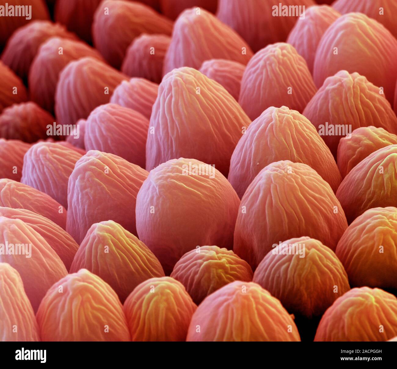 Rose petal. Coloured scanning electron micrograph (SEM) of a petal from ...