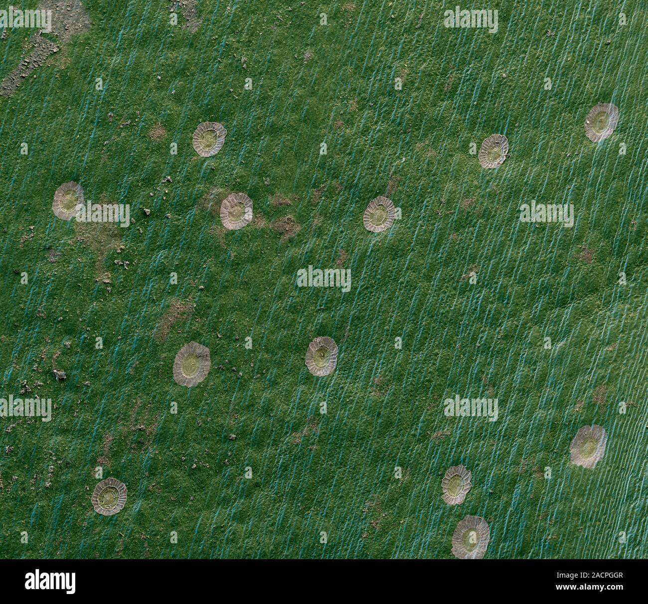 Bromeliad leaf. Coloured scanning electron micrograph (SEM) of a leaf ...