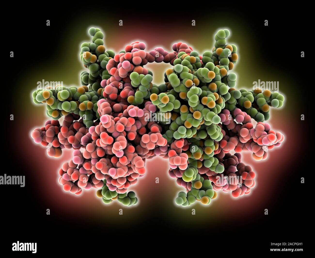 Single Stranded Dna Binding Protein Molecular Model The Function Of Single Strand Binding