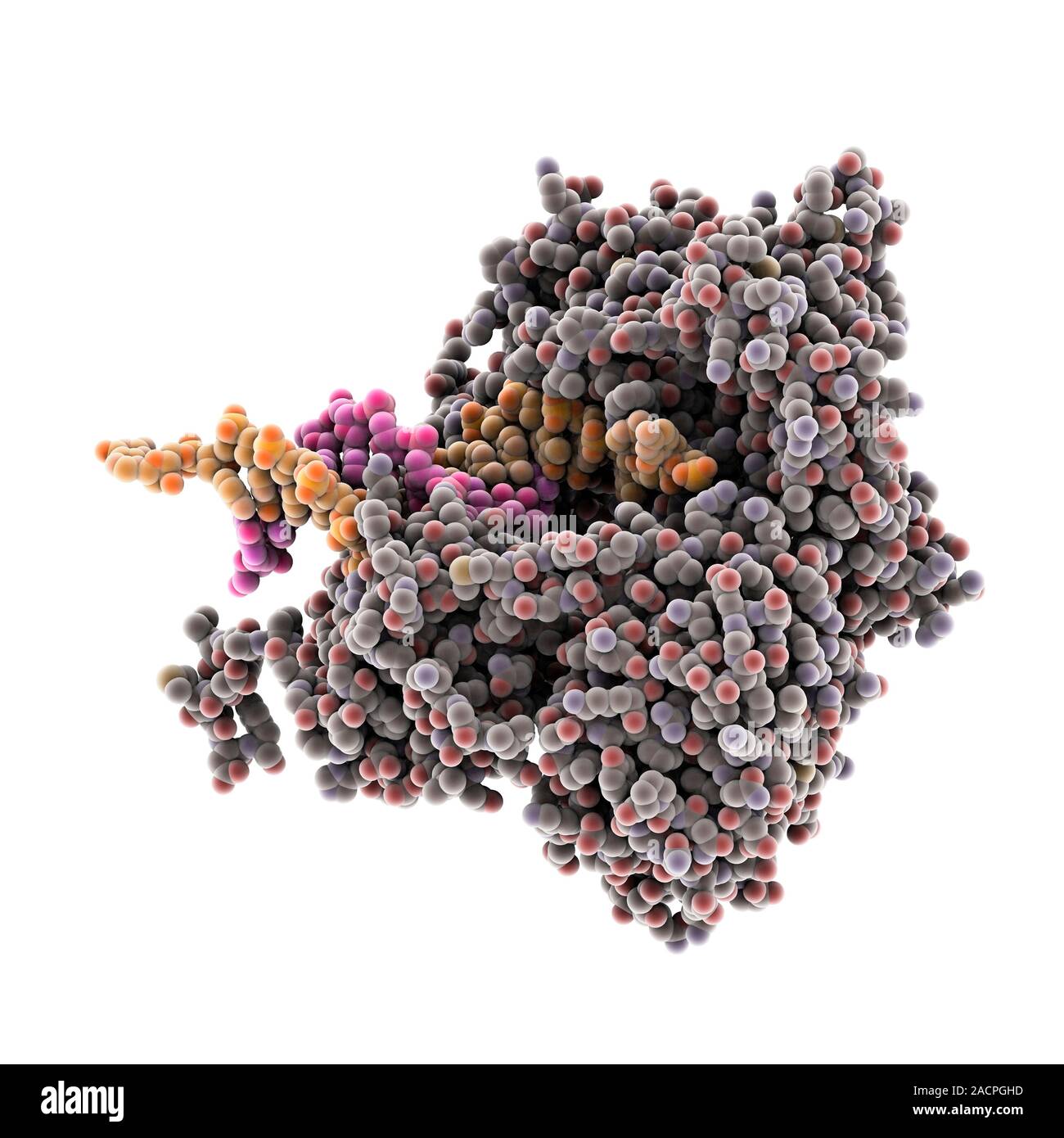 DNA polymerase with DNA. Molecular model of DNA polymerase (grey ...
