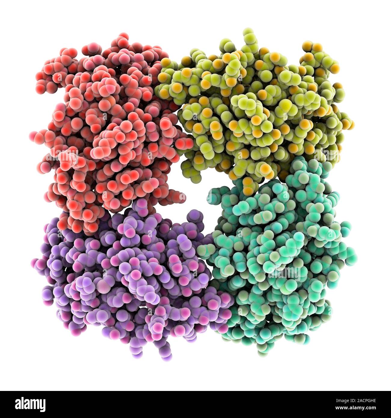 Influenza endonuclease enzyme. Molecular model of the PA protein from ...