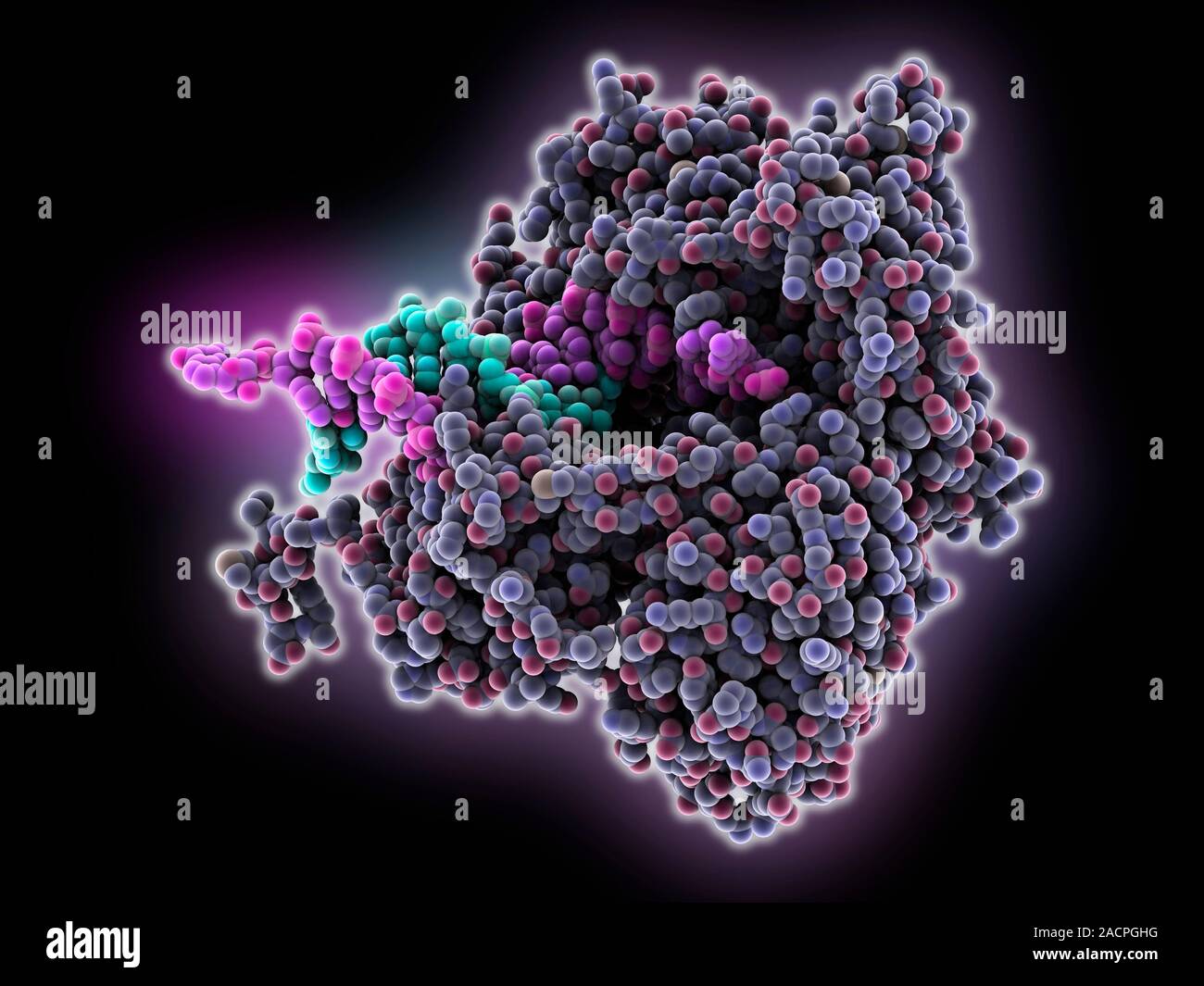 DNA polymerase with DNA. Molecular model of DNA polymerase (purple ...