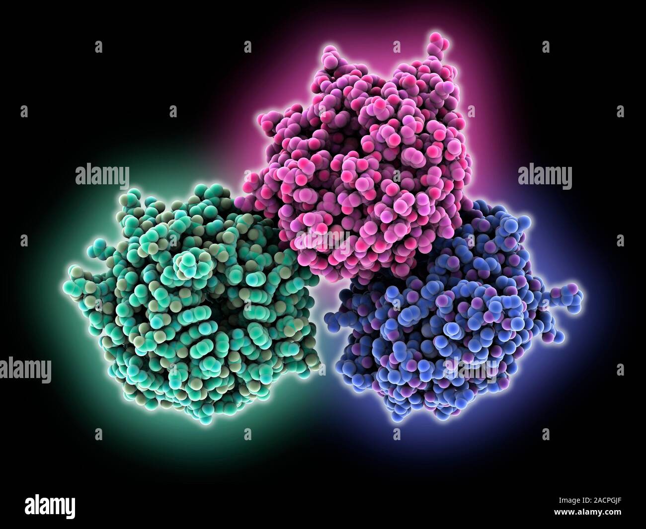 RACK1 protein, molecular model. RACK1 stands for Receptor for Activated ...