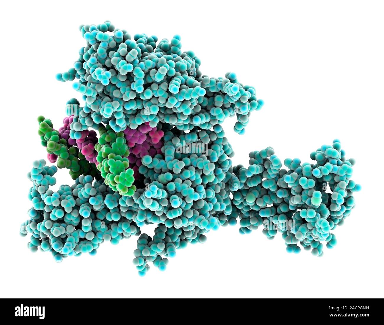 Type II topoisomerase bound to DNA, Molecular model of human ...
