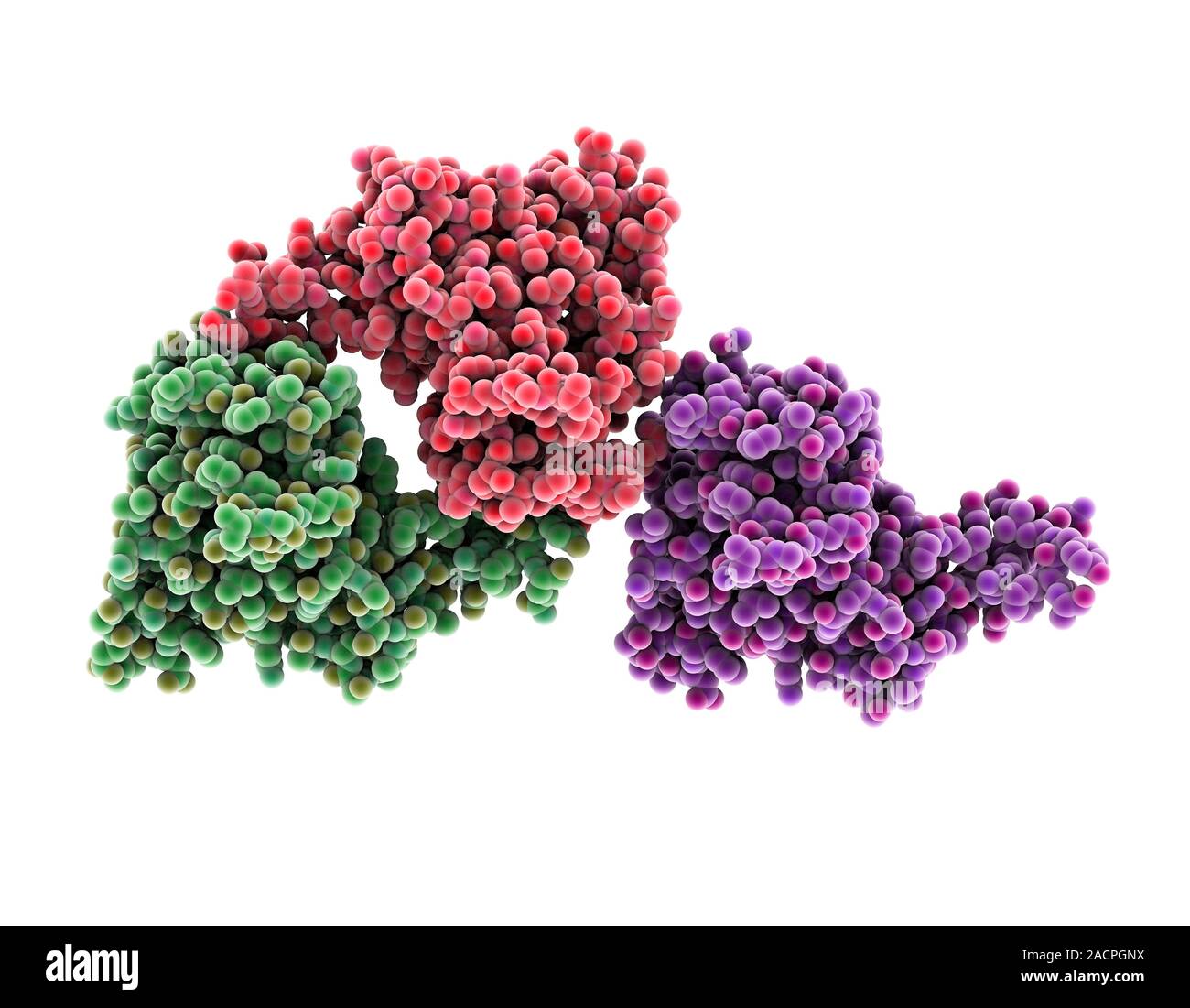 Human tumour protein p73. Molecular model of the human tumour protein ...