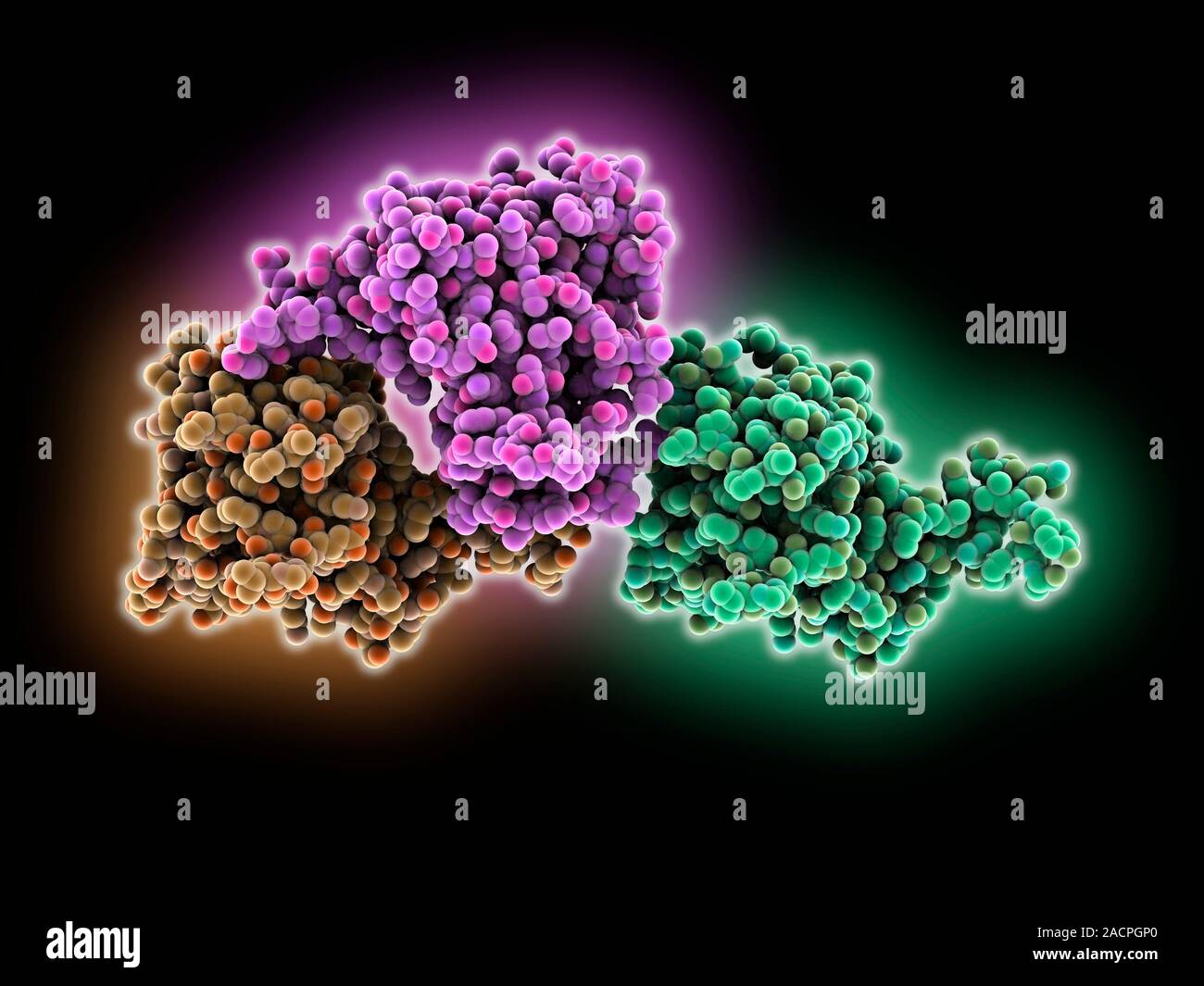 Human tumour protein p73. Molecular model of the human tumour protein ...