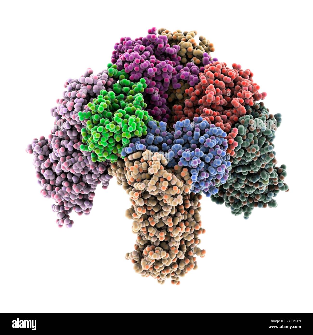 RuBisCO carbon fixation enzyme, molecular model. This is RuBisCO from ...