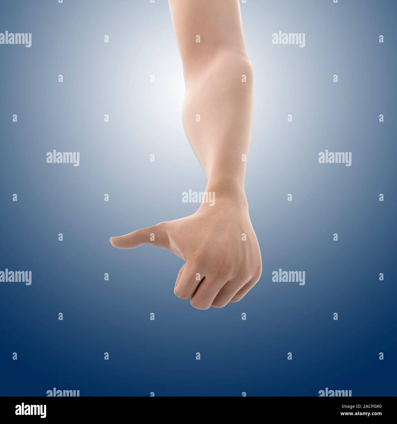Pronation of the forearm. Artwork of an anterior (frontal) view of a ...