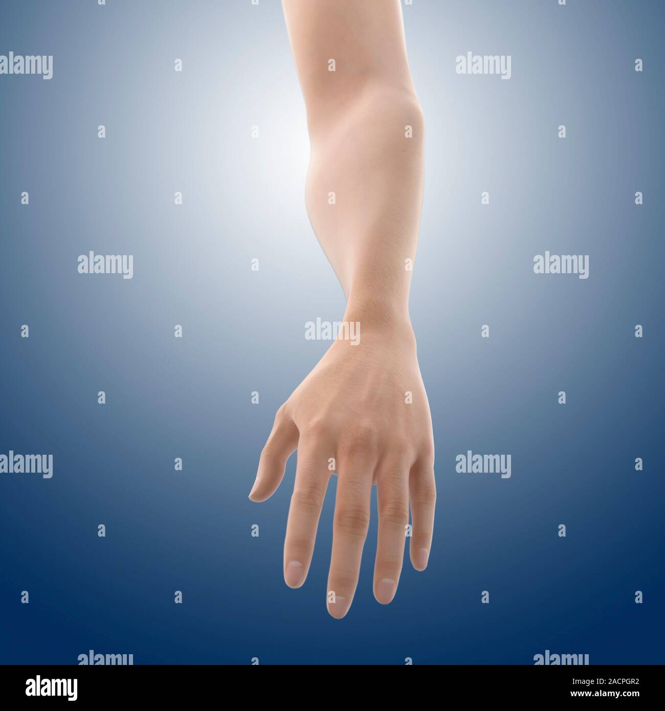 Pronation of the forearm. Artwork of an anterior (frontal) view of a ...