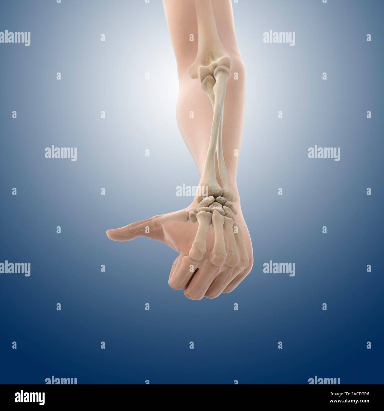 Pronation of the forearm. Artwork of an anterior (frontal) view of a ...