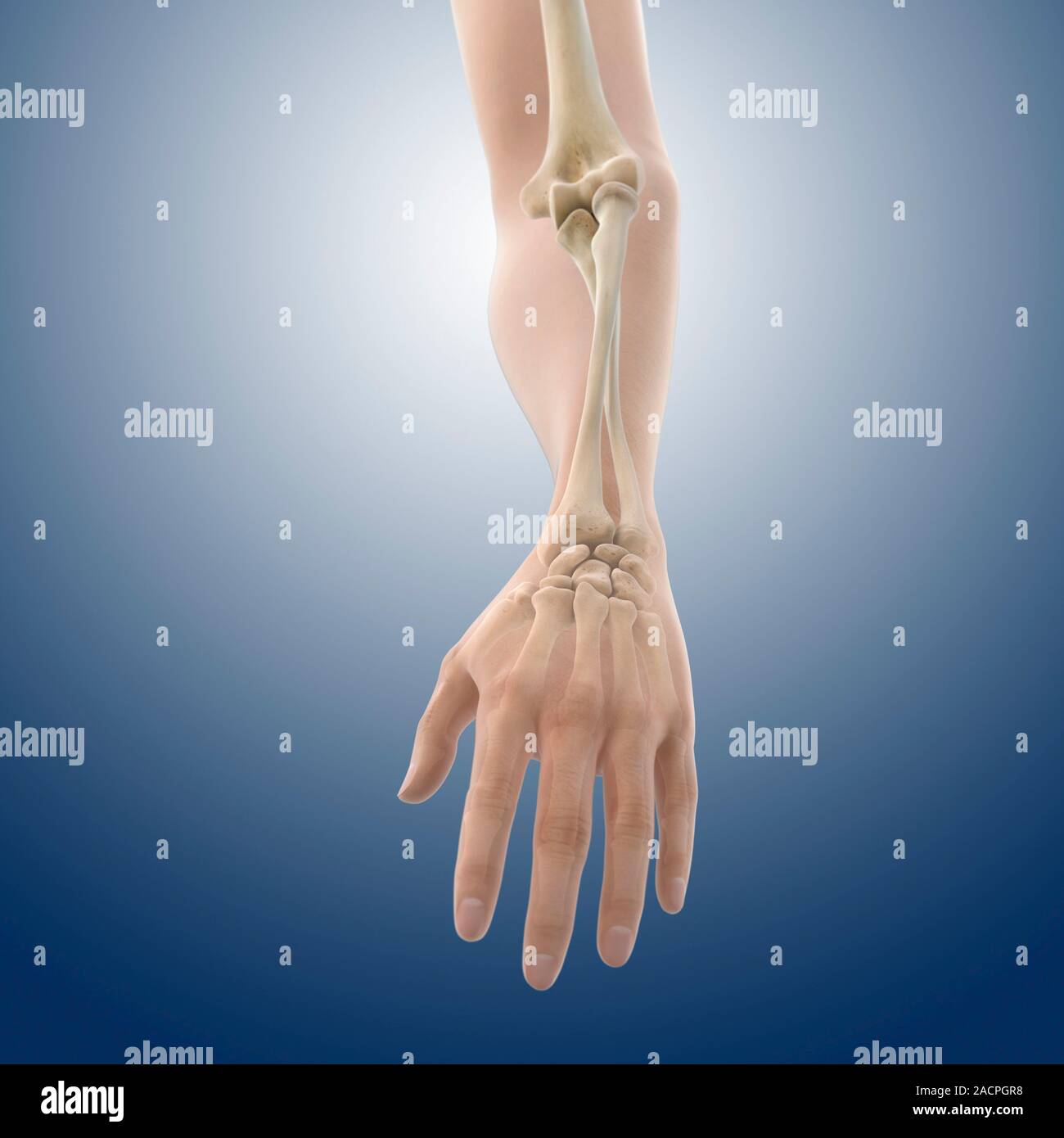 Pronation of the forearm. Artwork of an anterior (frontal) view of a ...