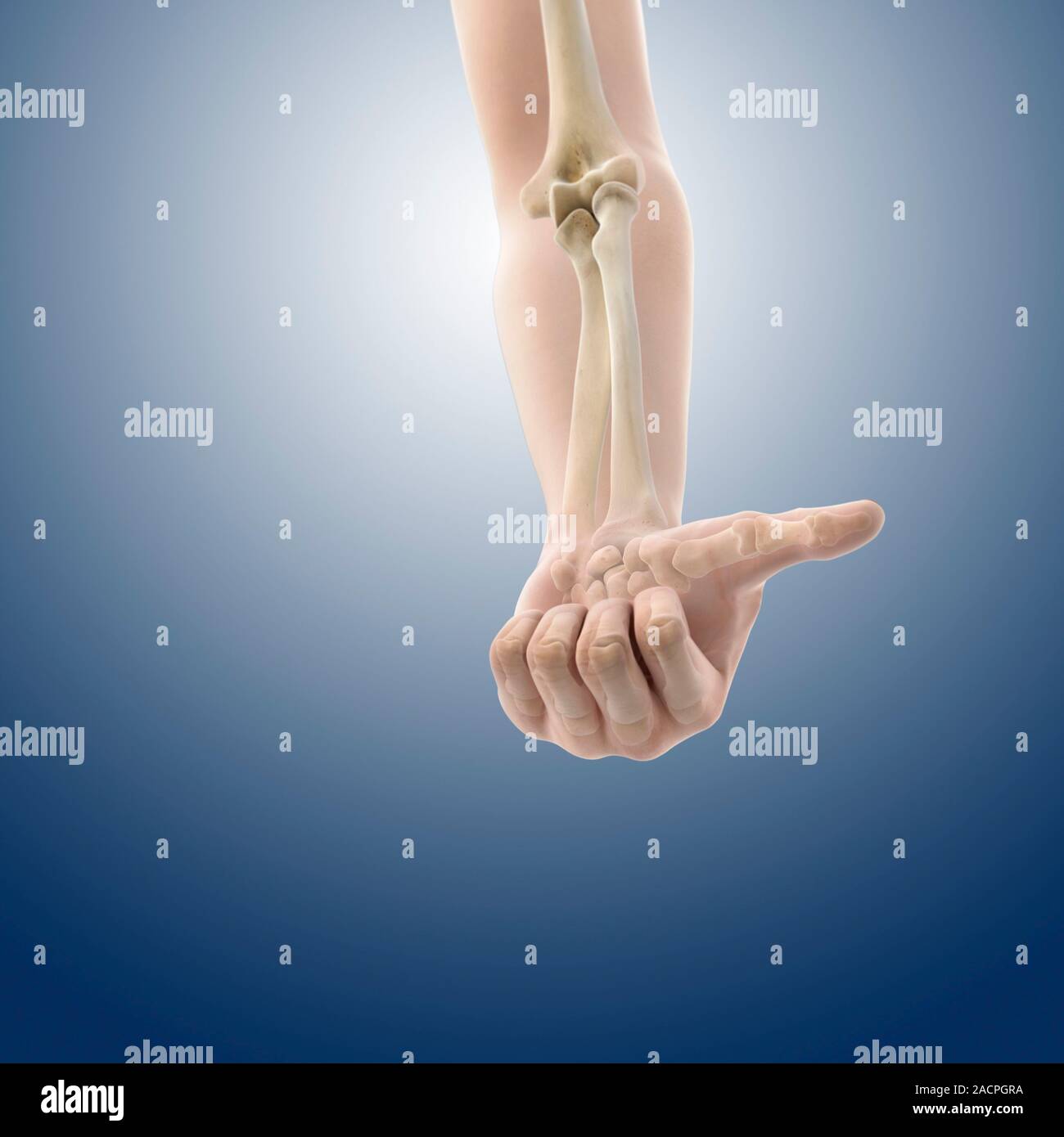 Forearm in supine position. Artwork of an anterior (frontal) view of a ...