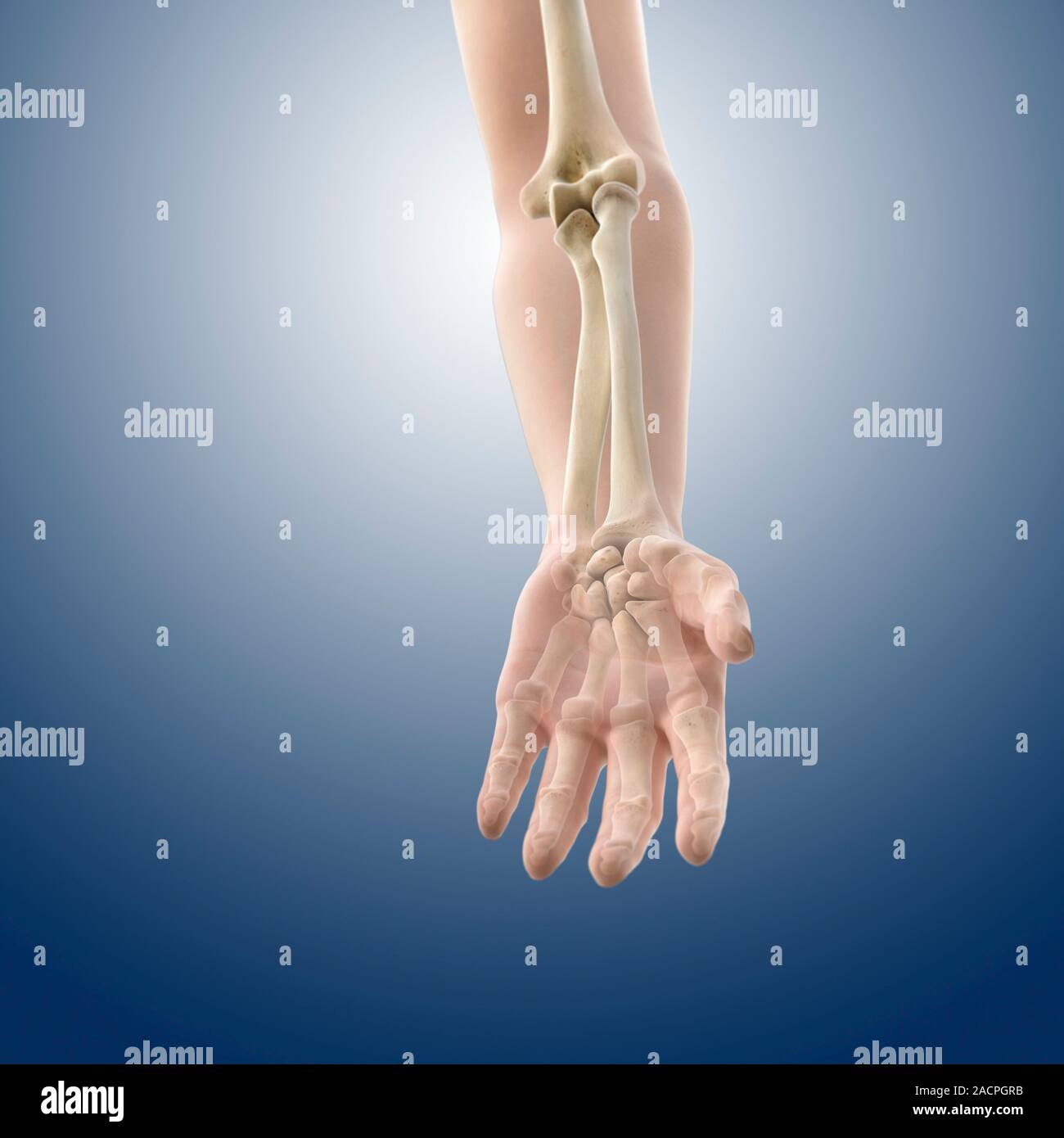 Forearm in supine position. Artwork of an anterior (frontal) view of a ...