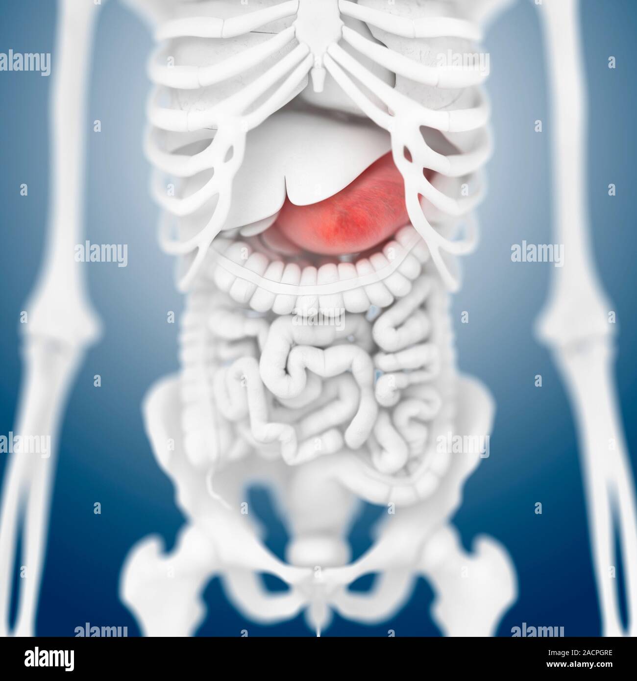 Stomach anatomy. Artwork showing the position of the stomach (red) in ...
