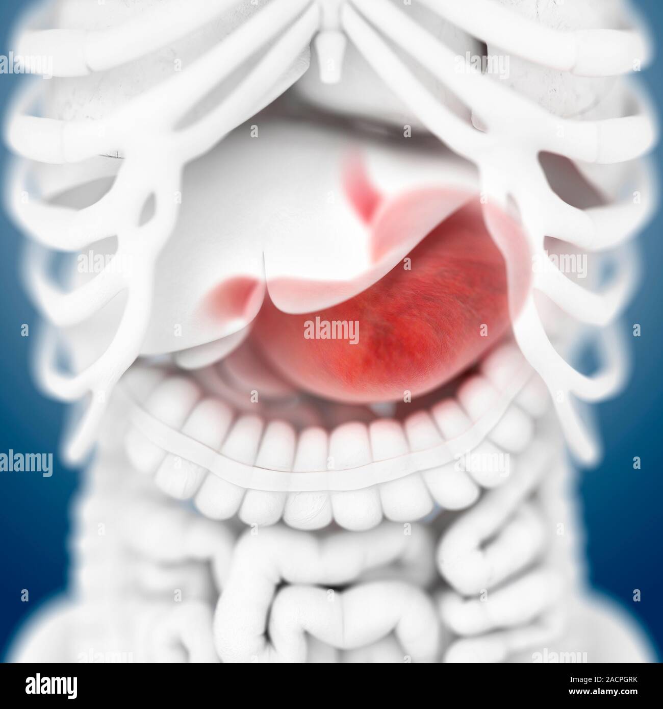 Stomach anatomy. Artwork showing the position of the stomach (red) in ...