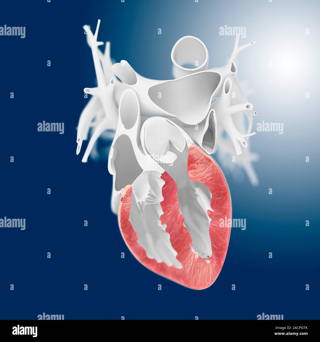 Ventricular systole. Artwork showing a section through a human heart ...