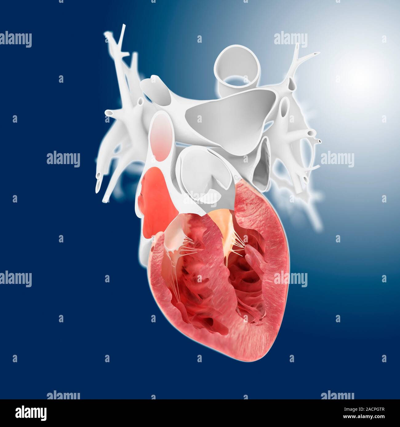 Heart ventricle anatomy. Artwork showing a section through a human ...
