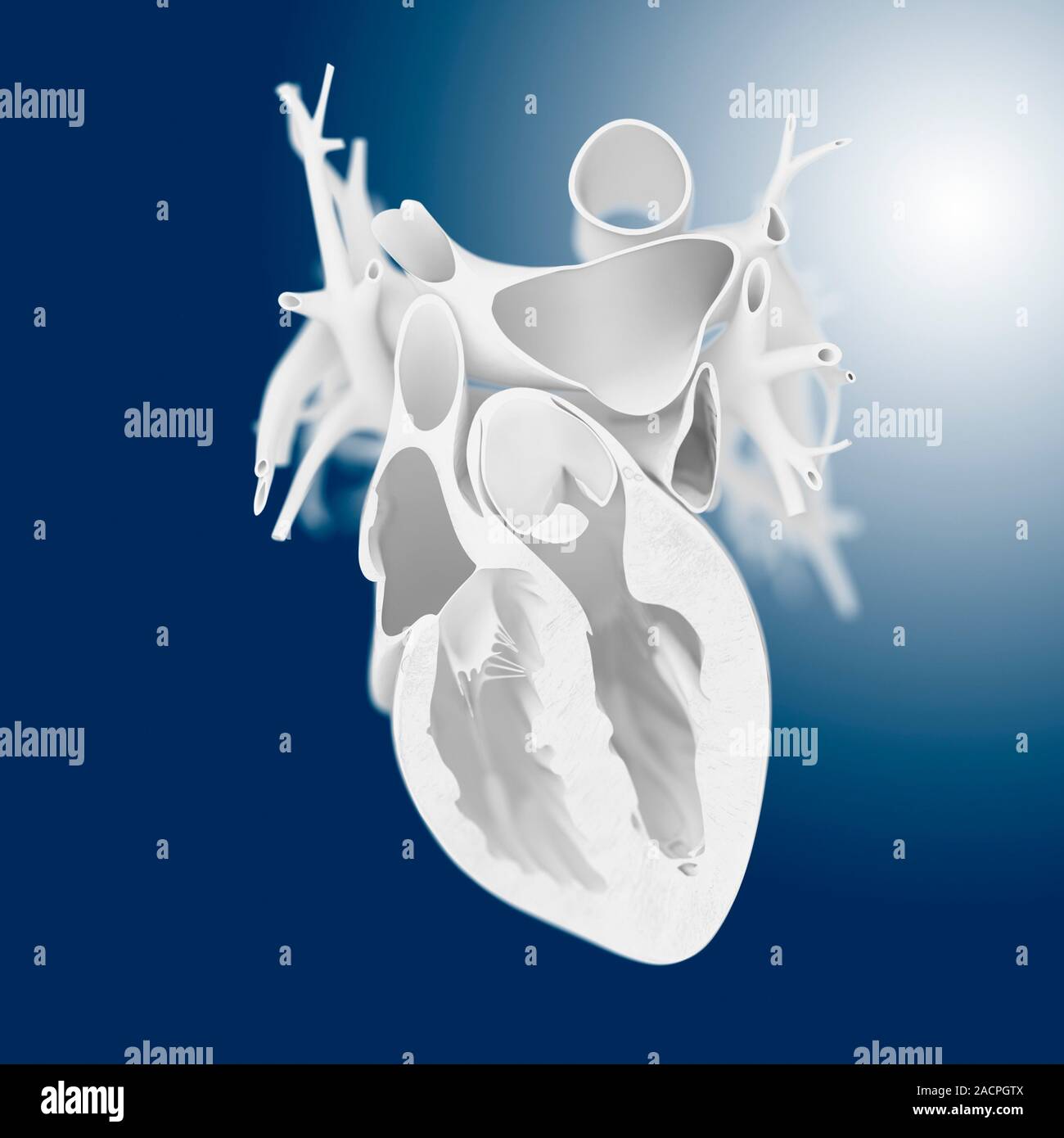 Heart anatomy. Artwork showing a section through a human heart and its ...