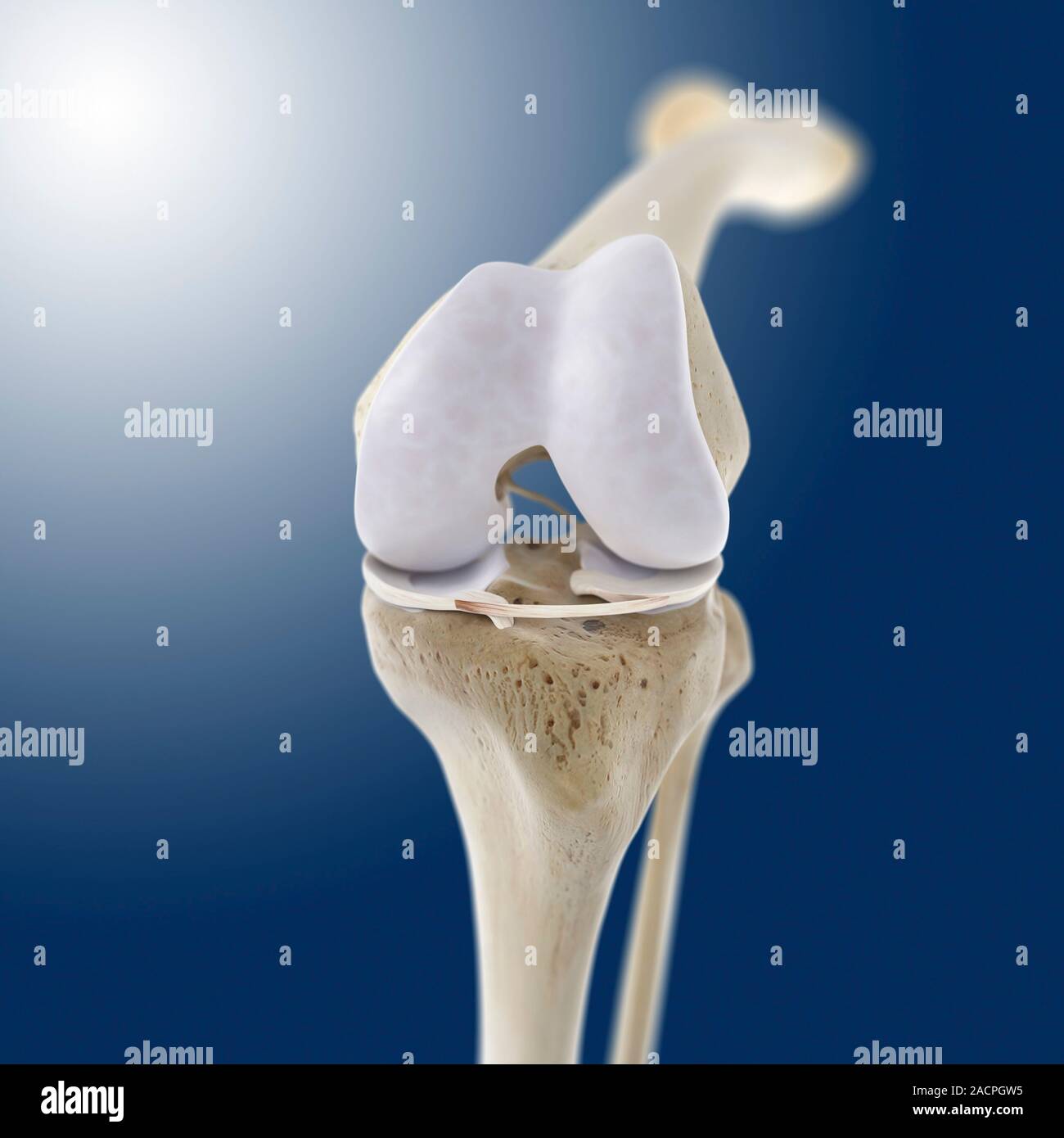 Knee flexion anatomy. Artwork of a frontal (anterior) view of the bones ...