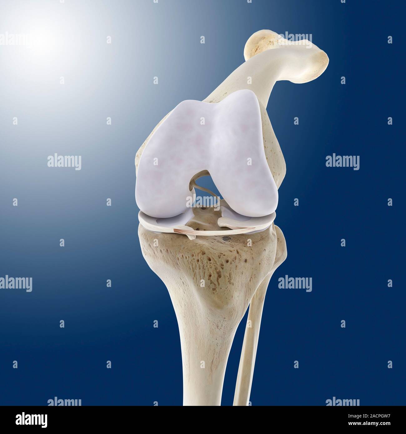 Knee flexion anatomy. Artwork of a frontal (anterior) view of the bones ...