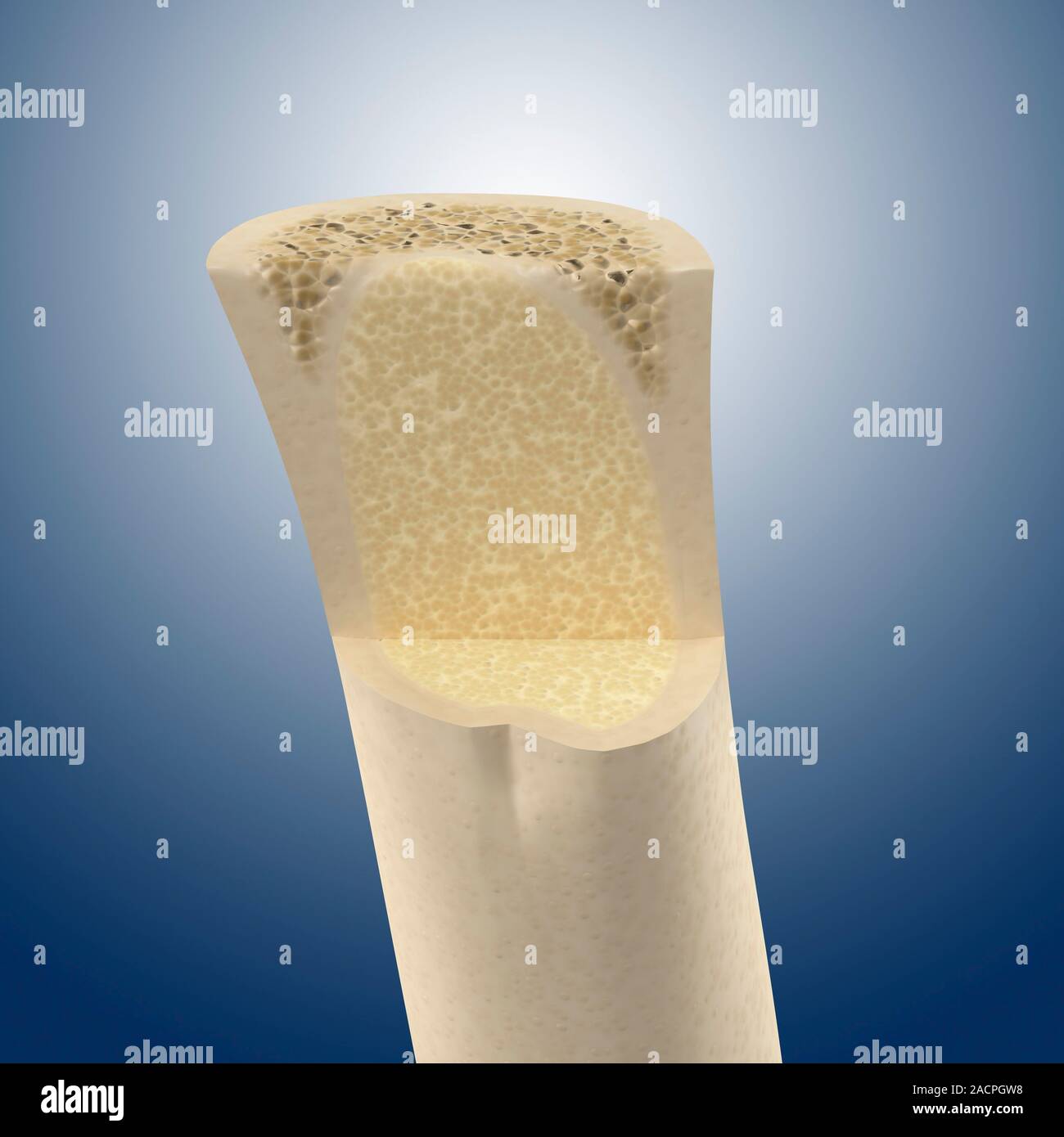 Long bone interior. Artwork of a cutaway sectioned portion of the upper ...