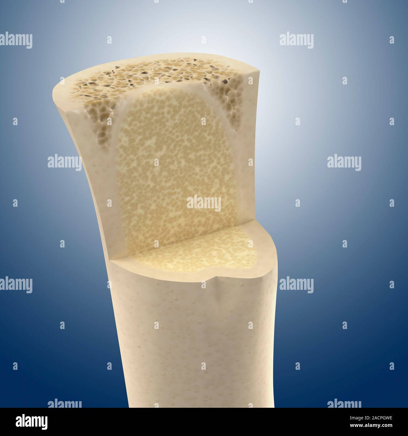 Long bone interior. Artwork of a cutaway sectioned portion of the upper ...