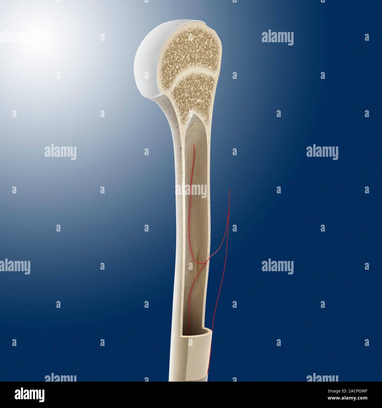 Humeral bone marrow cavity. Artwork of a sectioned upper arm bone ...